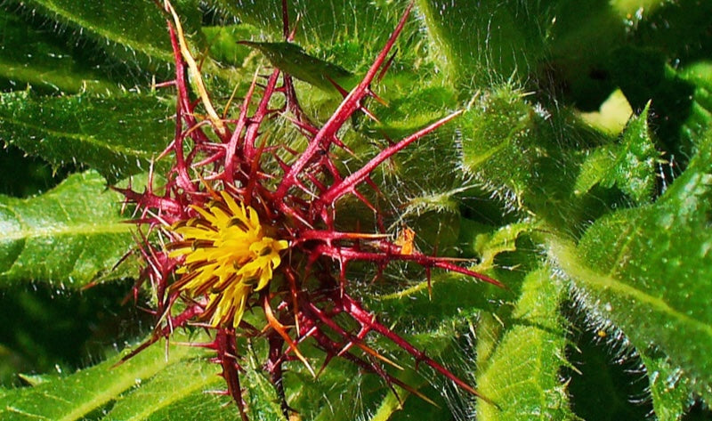 (Pictured above: B lessed Thistle by H. Zell , CC BY-SA 3.0 , via ...